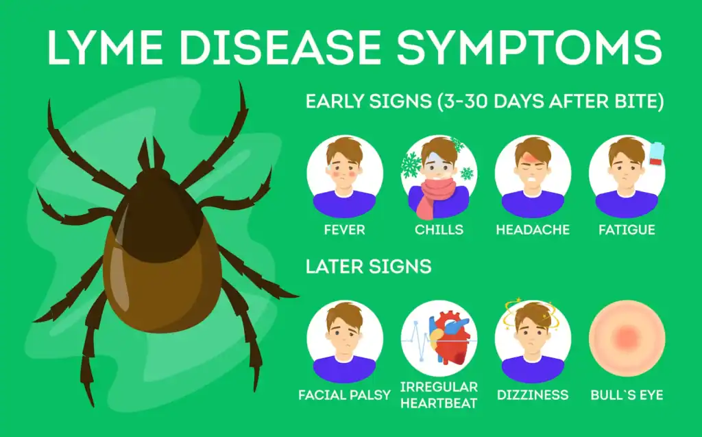 Chronic Lyme Disease vs. Acute Lyme: Understanding the Difference - DNA ...